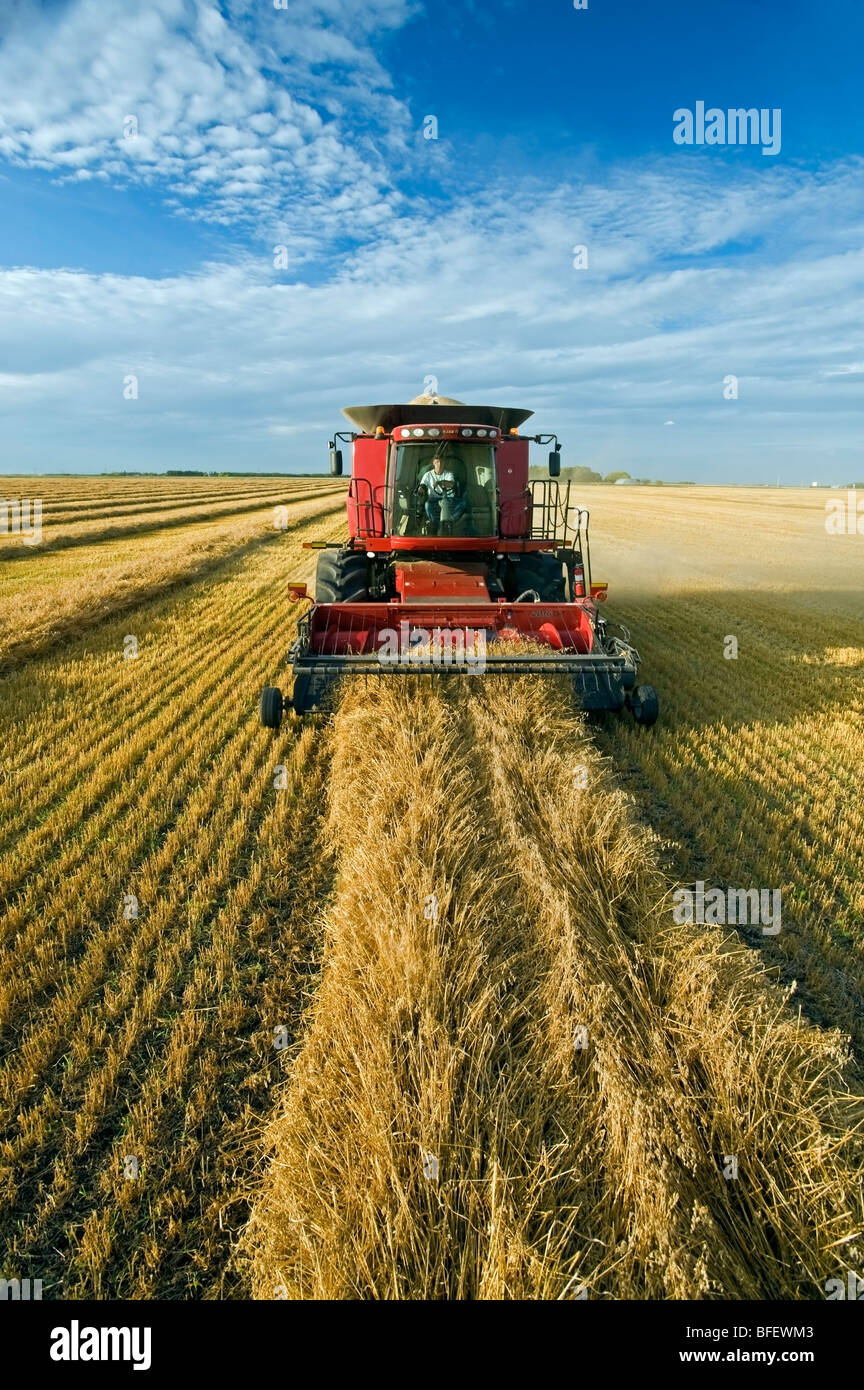 Male farmer near combine hi-res stock photography and images - Alamy