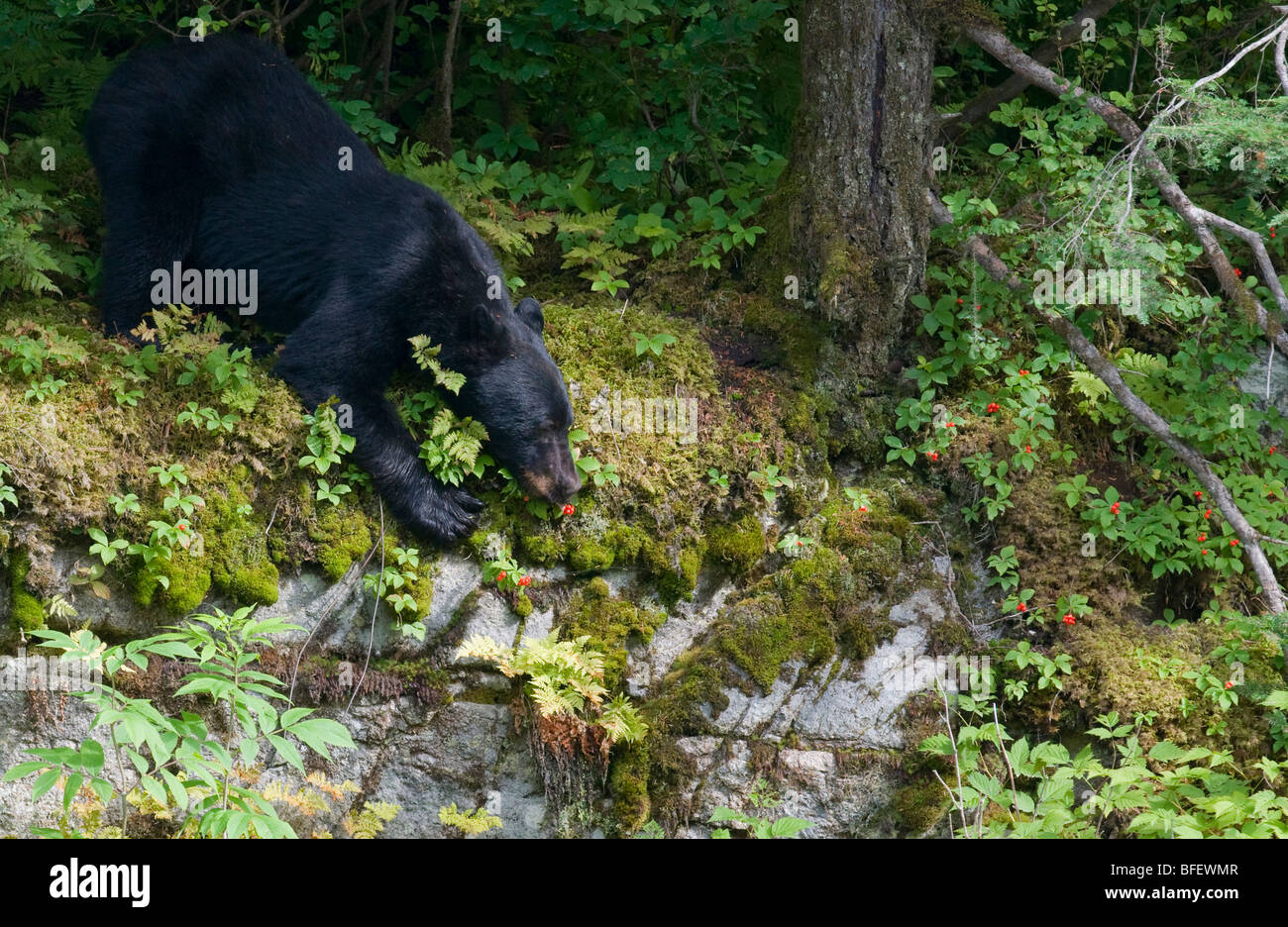 Adult Black bear (Ursus Americanus) stretching over edge of cliff to ...