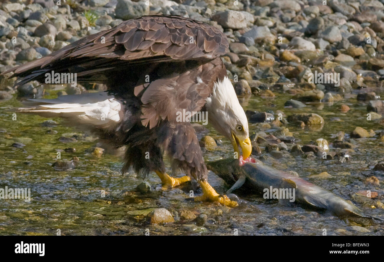Adult Bald eagle (Haliaeetus leucocephalus) pulling Chum salmon toward ...