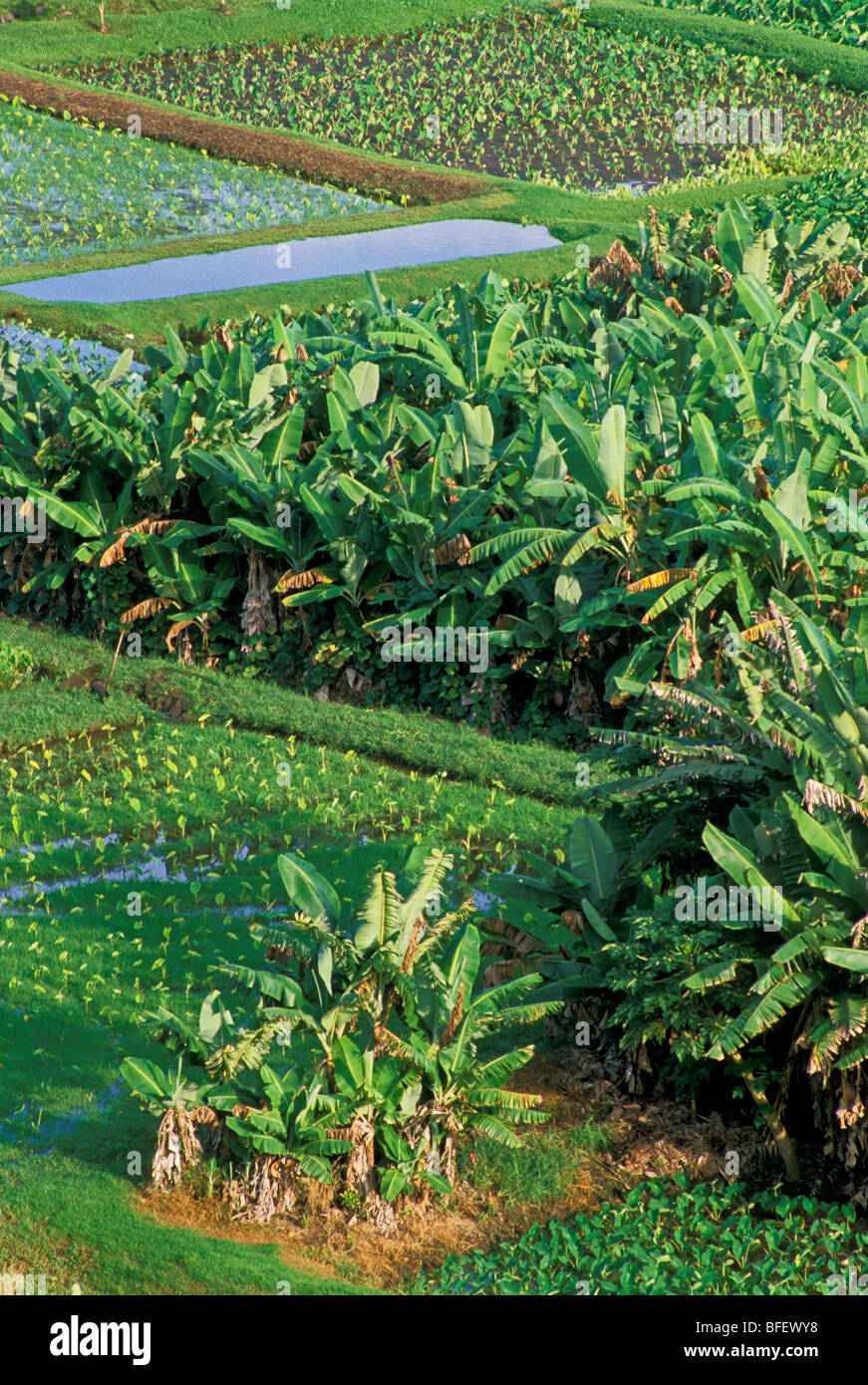 Taro farming maui hi-res stock photography and images - Alamy