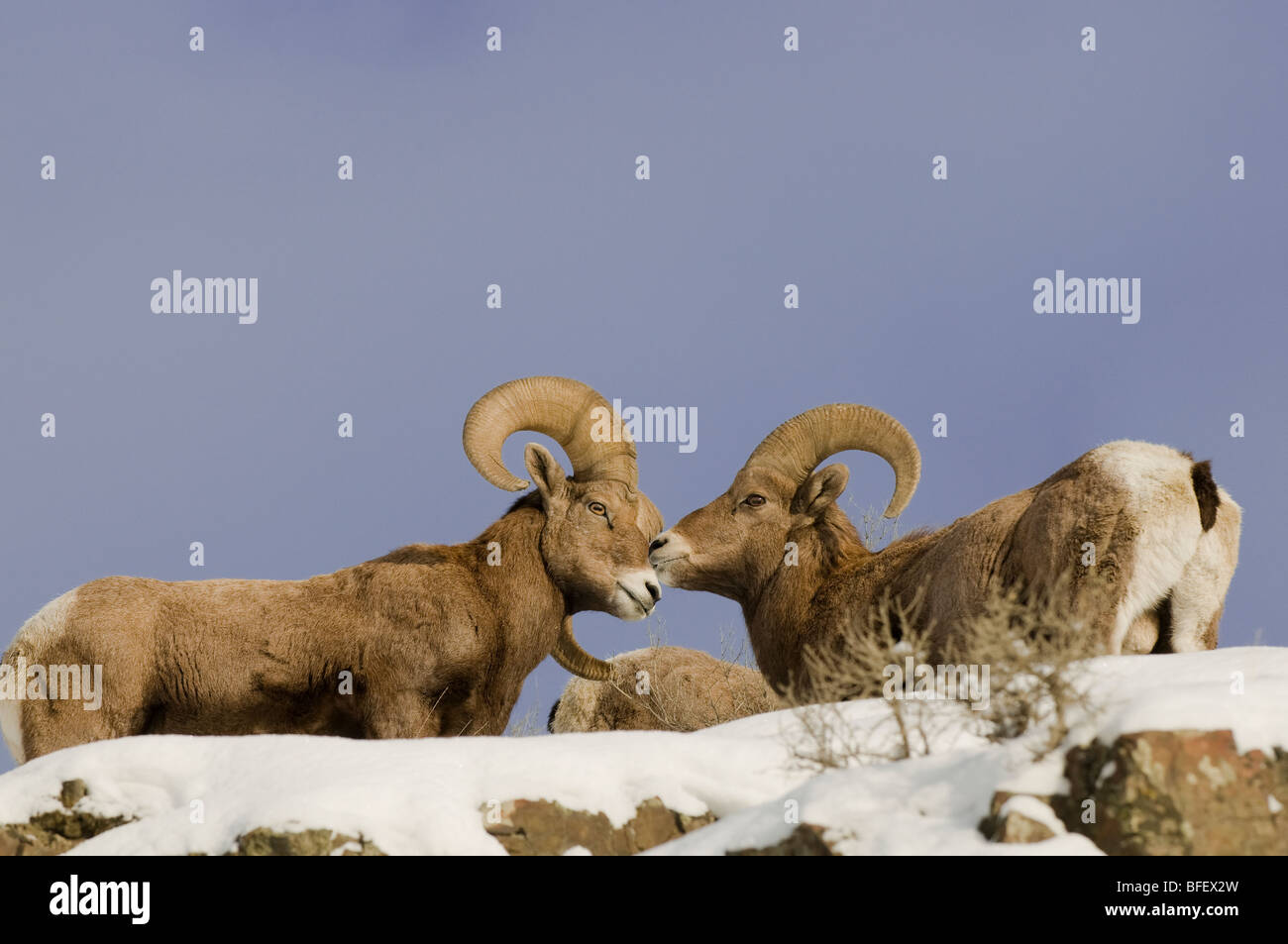 Two Rams Butting Heads High Resolution Stock Photography and Images - Alamy