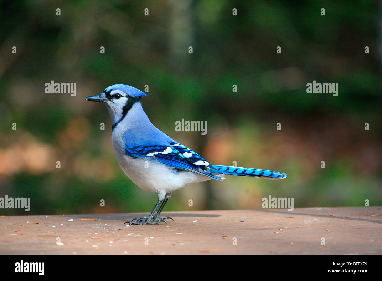 Blue jay standing hi-res stock photography and images - Alamy