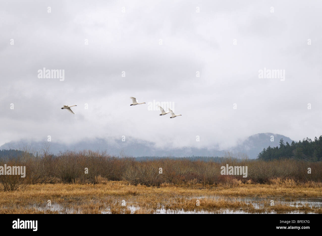 Tundra Swans at Somenos Marsh, Duncan, Cowichan Valley, Vancouver ...