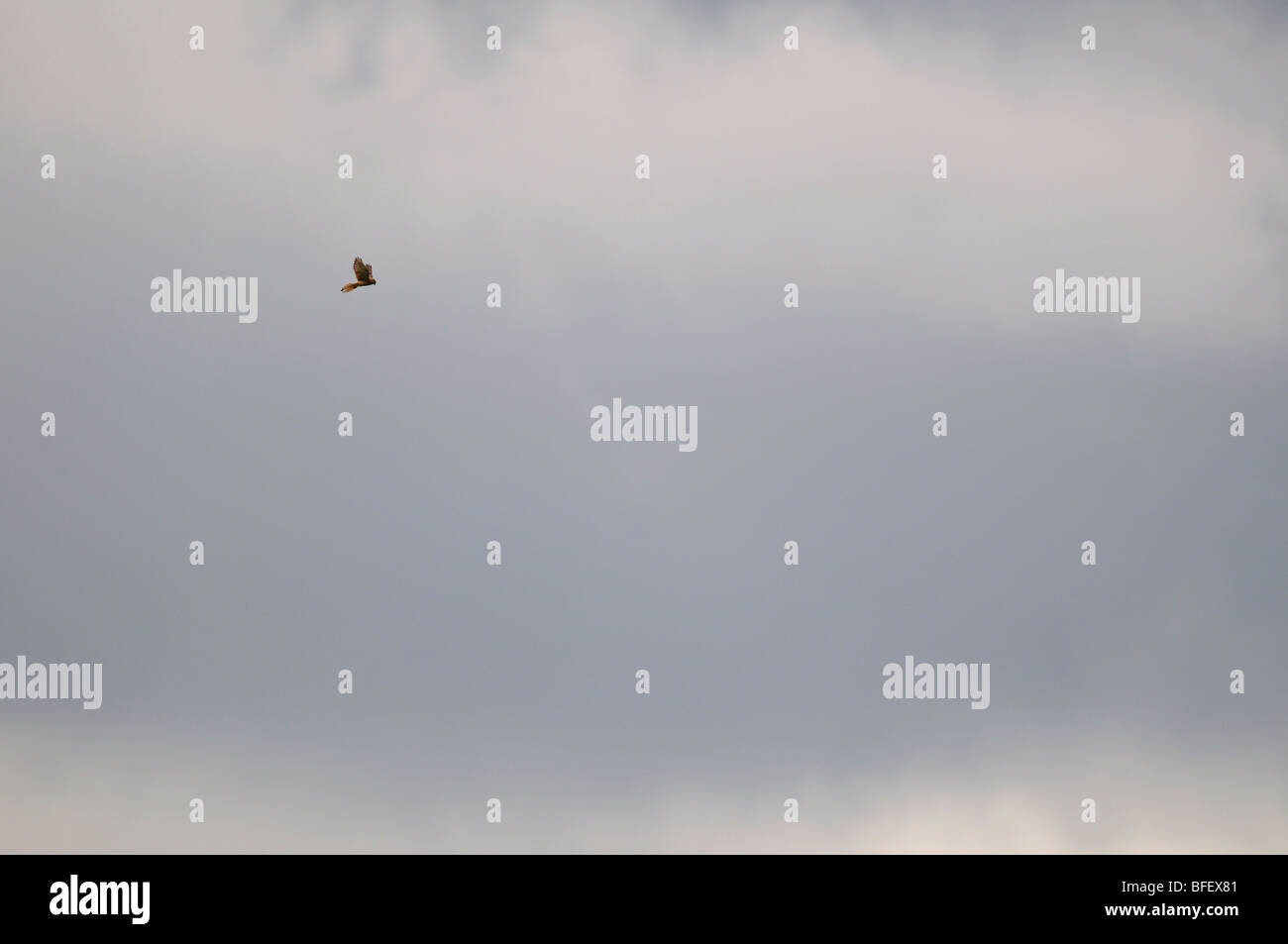 Common Kestrel Hovering Stock Photo - Alamy