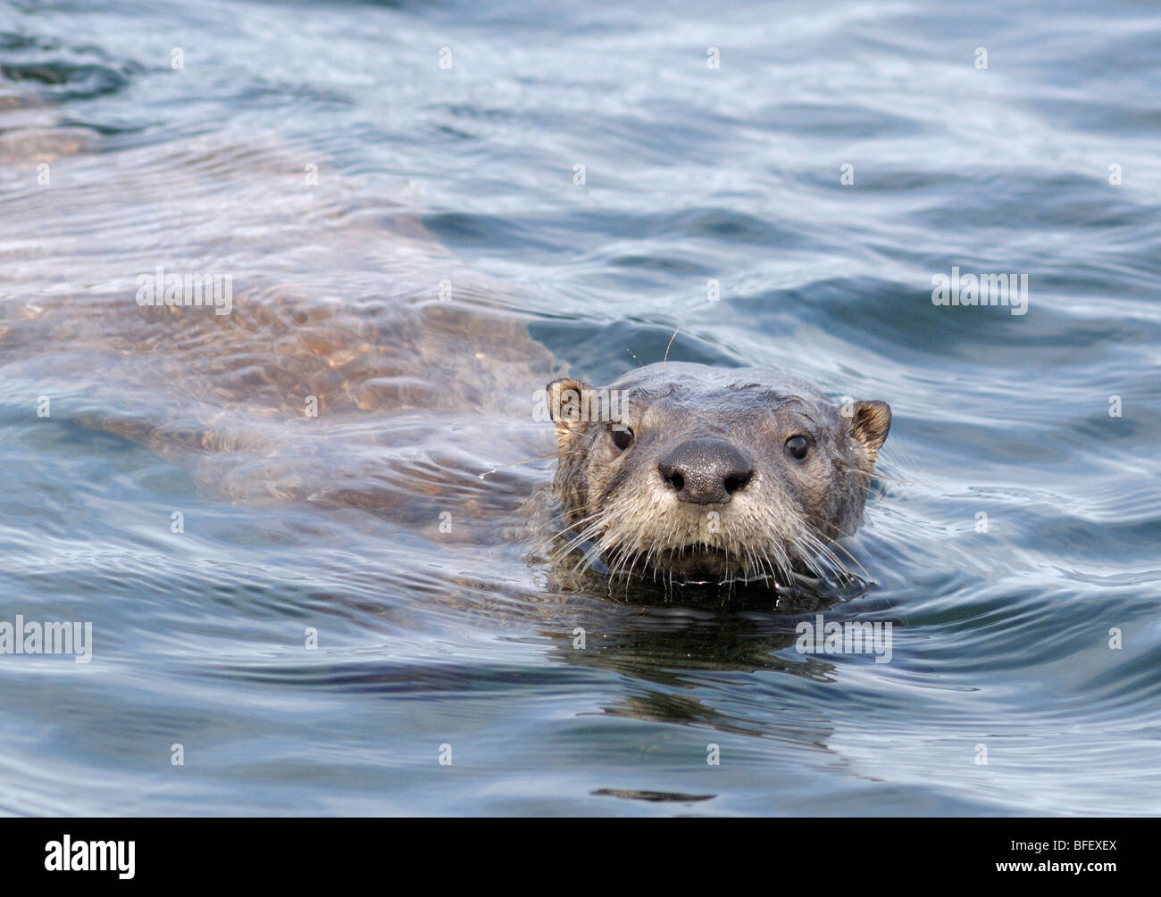 River Otter. Vancouver Island, British Columbia, Canada Stock Photo - Alamy