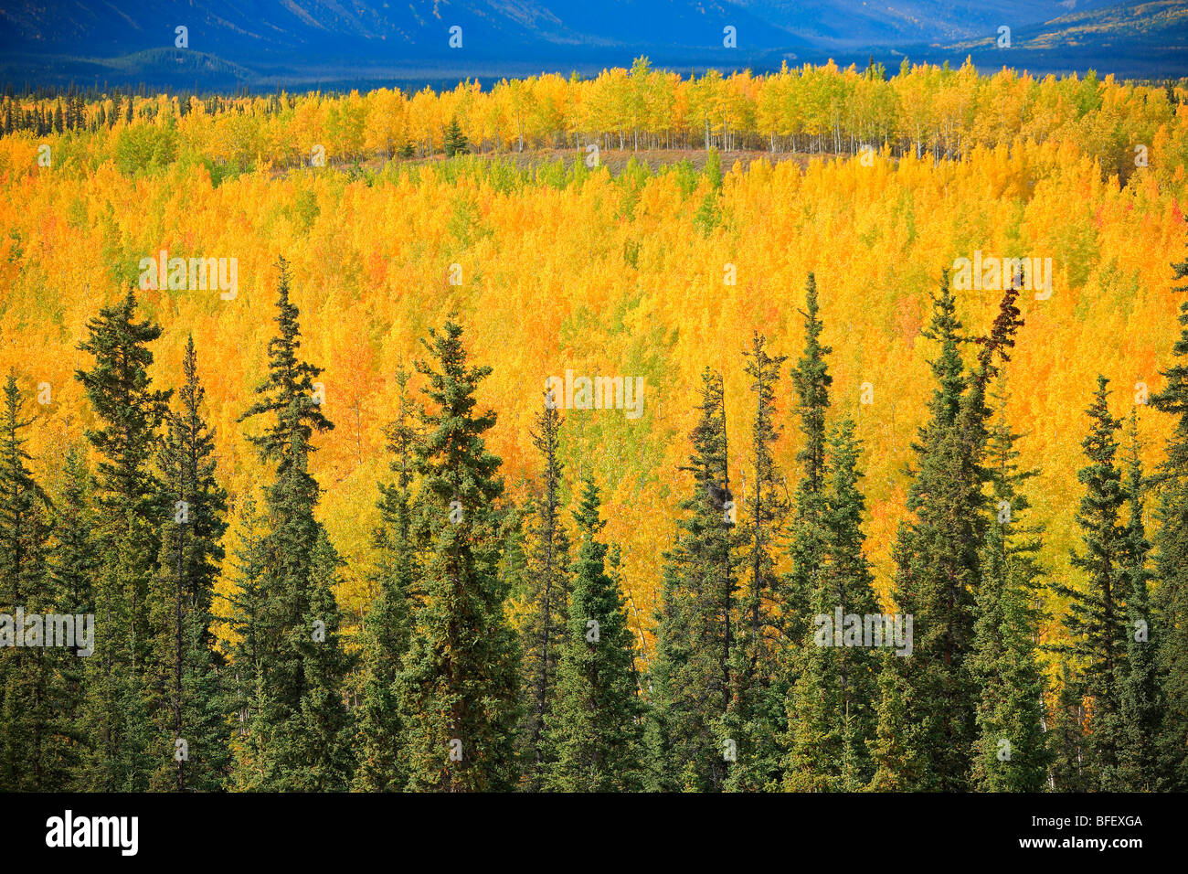 Fall colours along South Canol Road, Yukon Stock Photo - Alamy