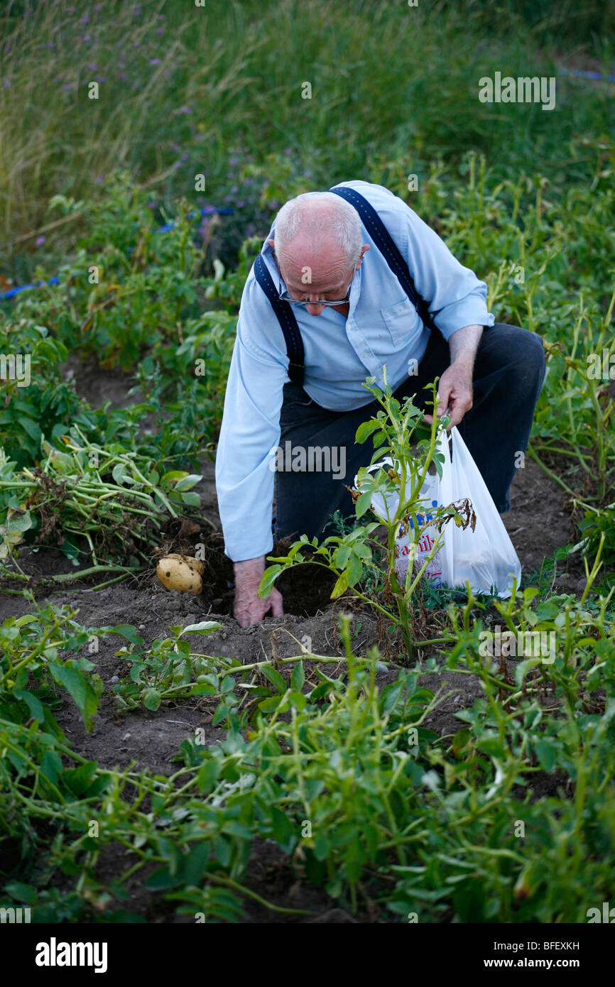 Rugged senior citizen digging up potatoes in a rural garden Stock Photo ...