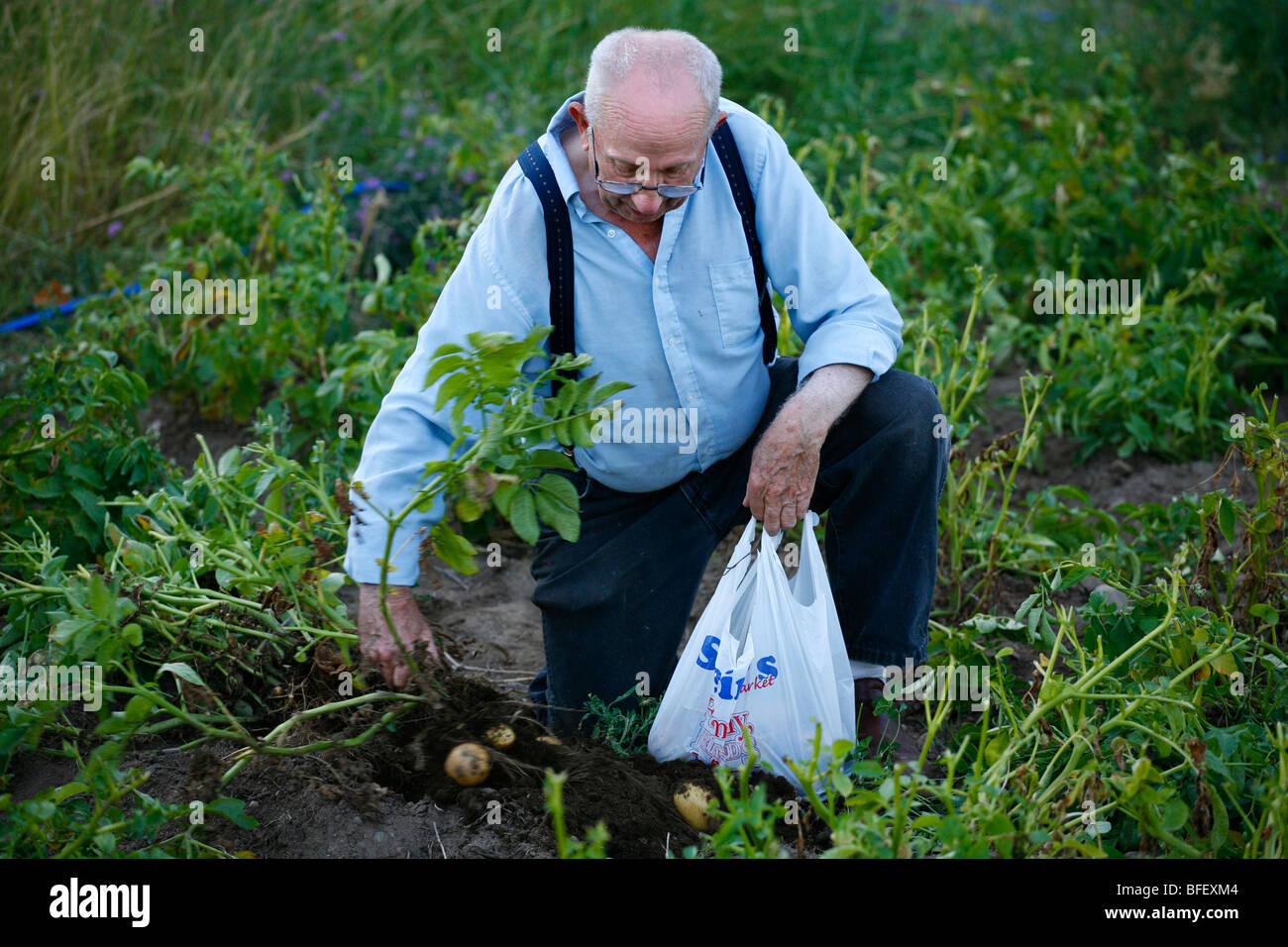 Rugged senior citizen digging up potatoes in a rural garden Stock Photo ...