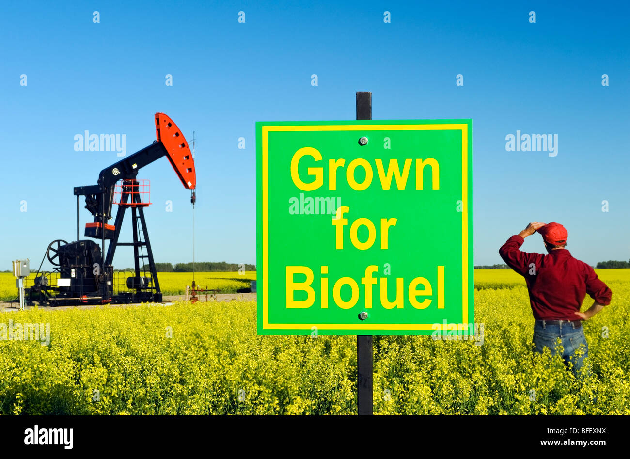 close-up of grown for biofuel sign and a man lookinng out over a bloom ...