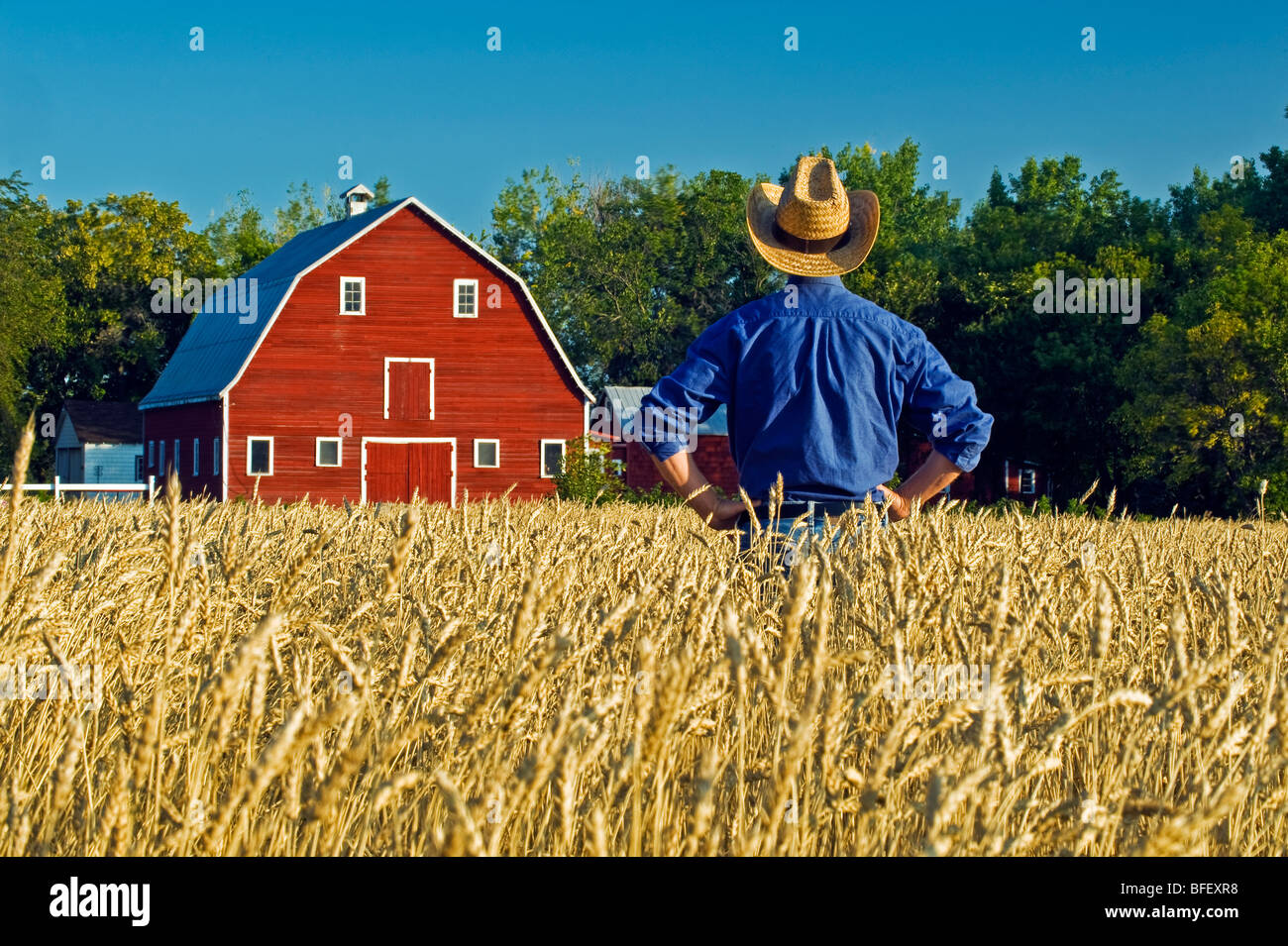 a man looksout over a harvest ready spring wheat field with a red barn ...