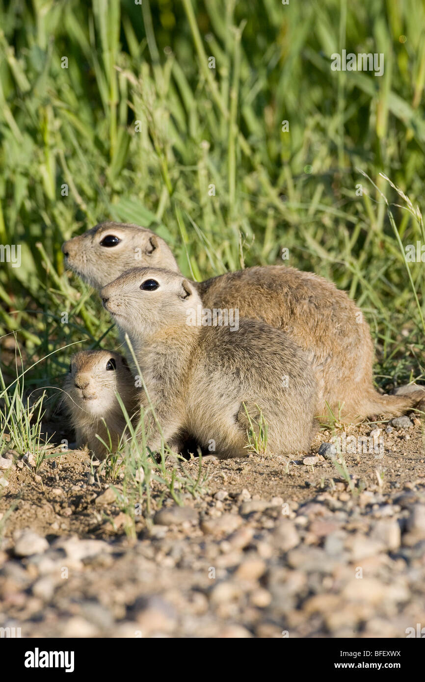 Gopher gophers ground squirrel hi-res stock photography and images - Alamy
