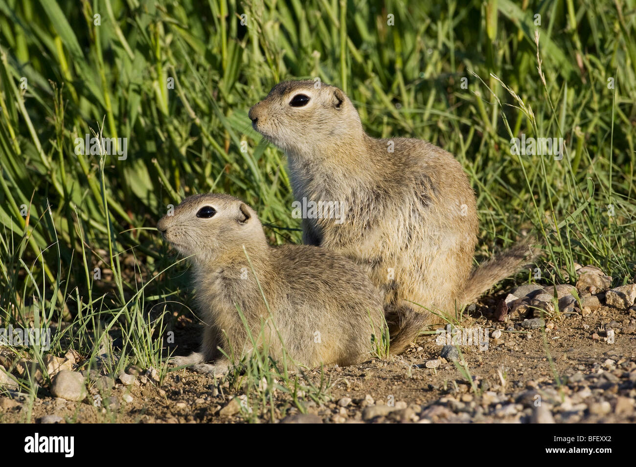 Morse saskatchewan hi-res stock photography and images - Alamy