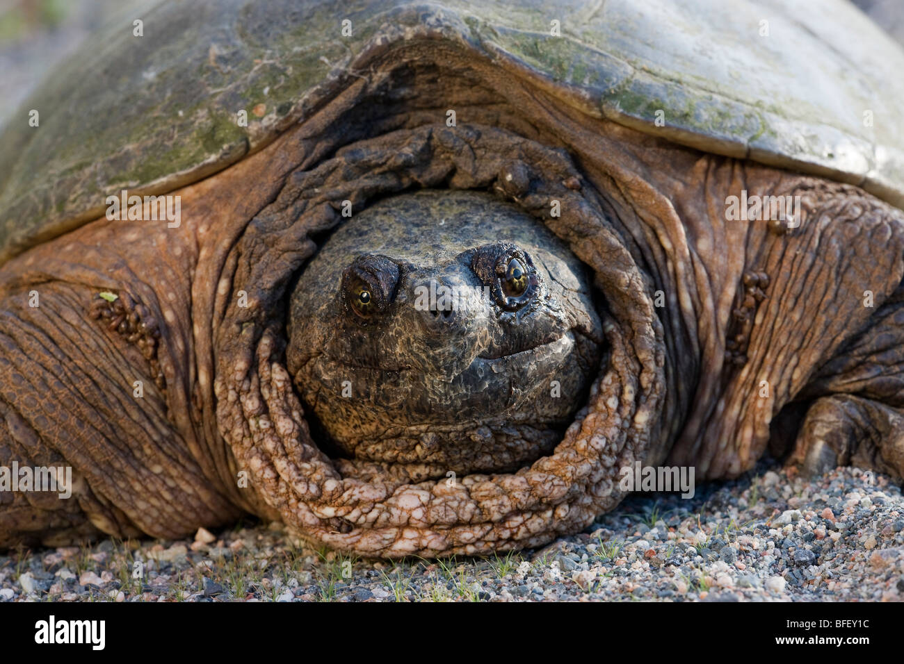 Snapping turtle close hi-res stock photography and images - Alamy