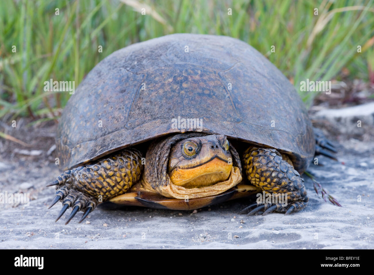 Blanding’s turtle High Resolution Stock Photography and Images - Alamy