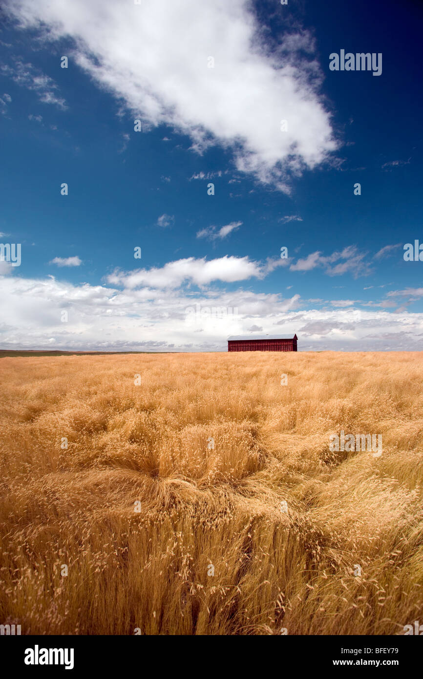 Grainfield hi-res stock photography and images - Alamy