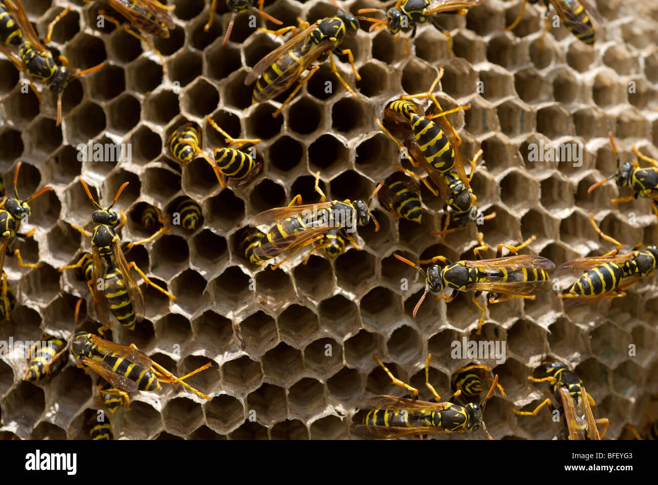 Wasps on nest built on window shutters Stock Photo - Alamy