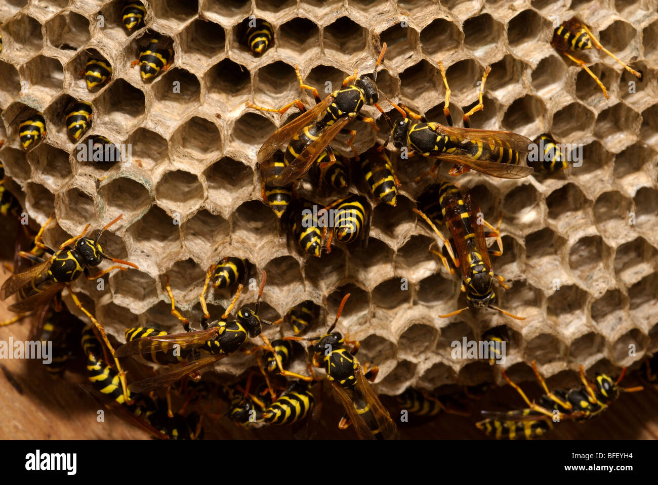 Wasps on nest built on window shutters Stock Photo - Alamy