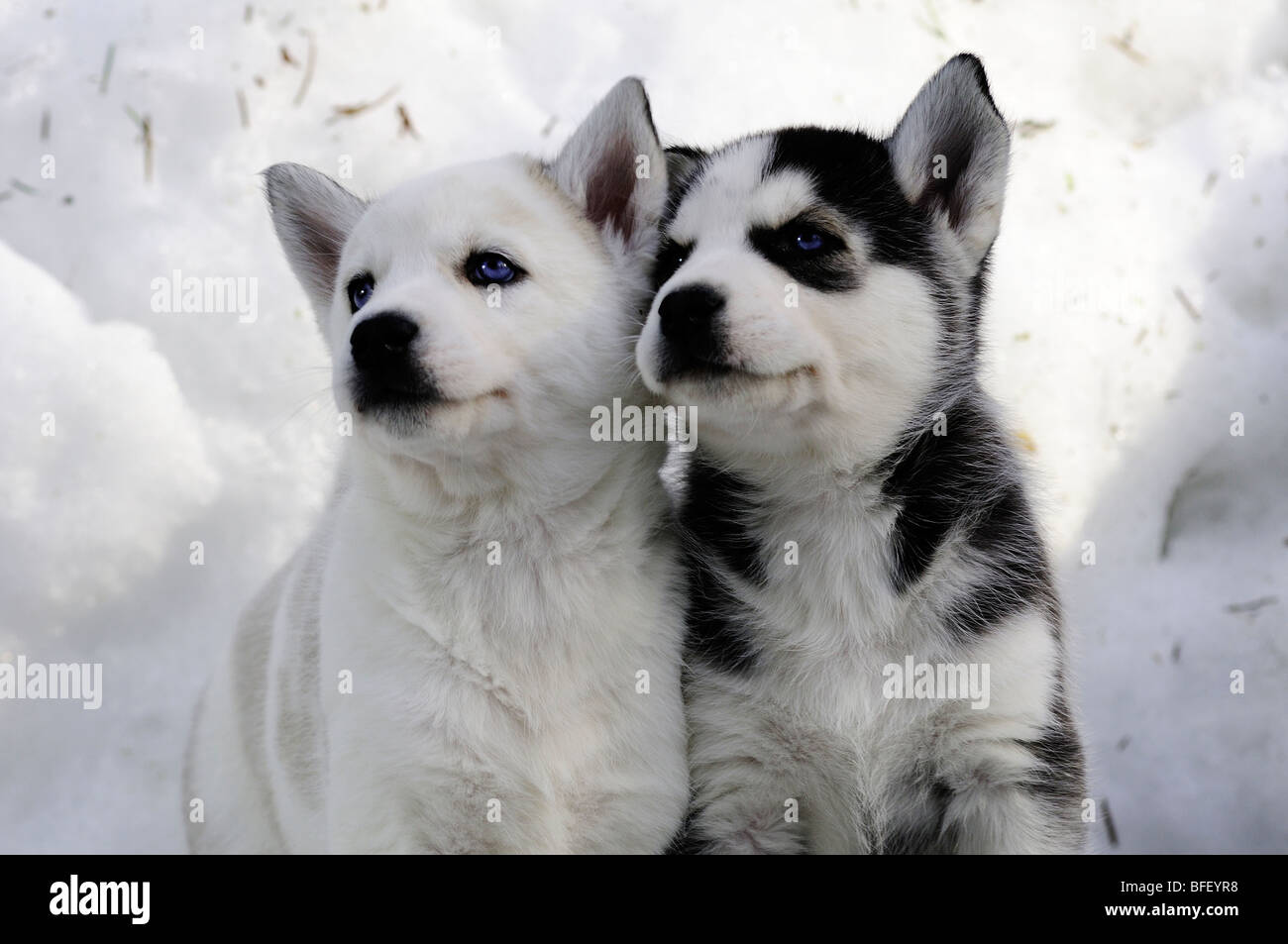 Six week old purebred Siberian Husky puppies in snow at Bright Angel ...