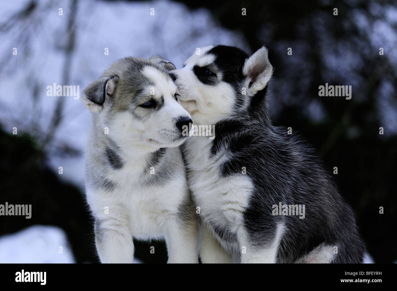 Six week old purebred Siberian Husky puppies in snow at Bright Angel ...