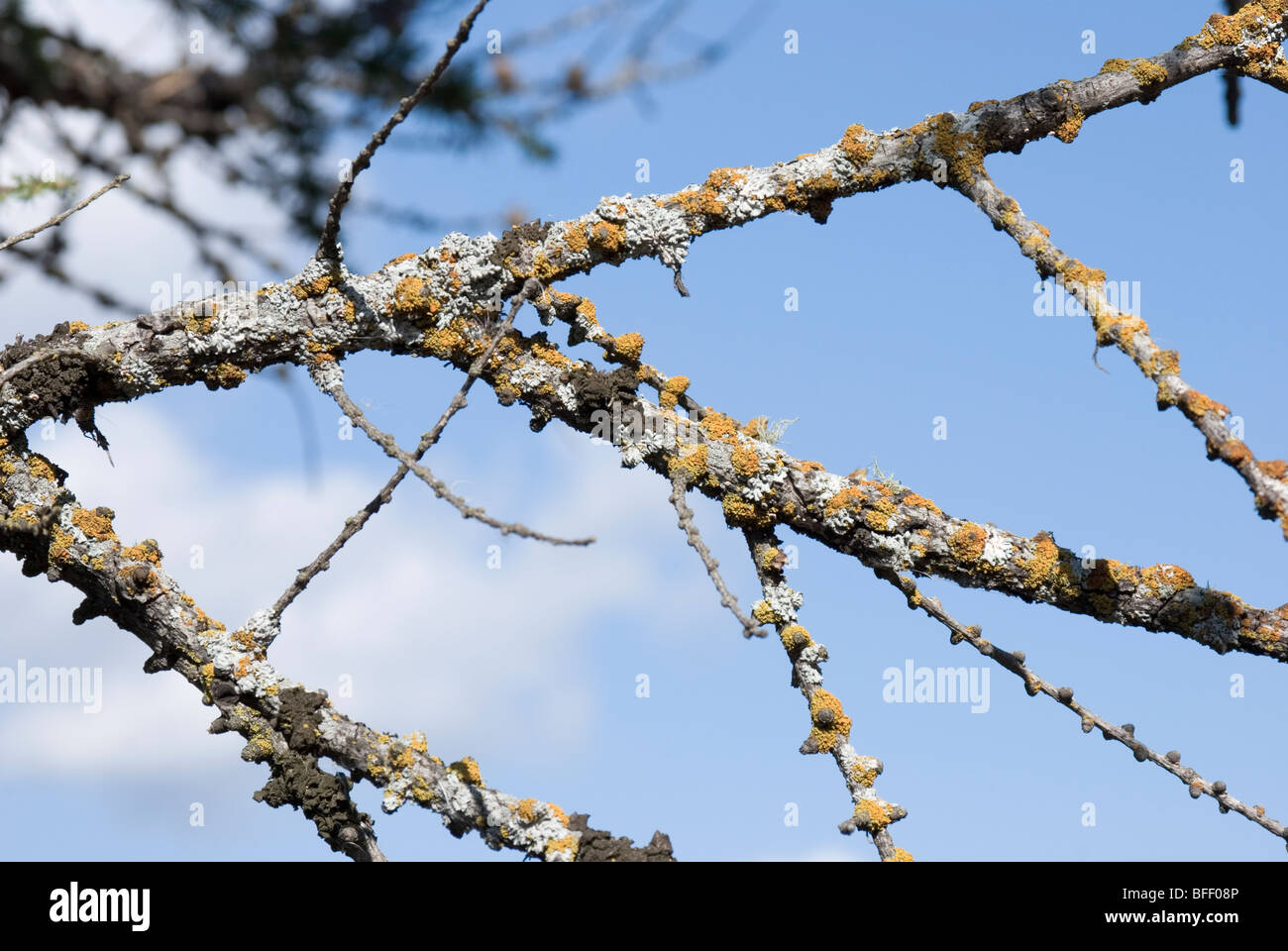 Conifer fungi hi-res stock photography and images - Alamy