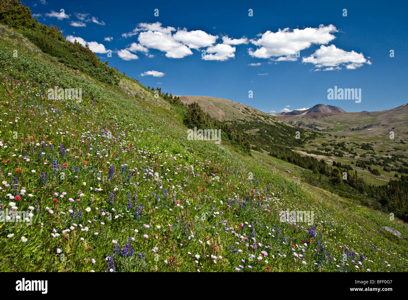 Plants alpine flowers hi-res stock photography and images - Alamy