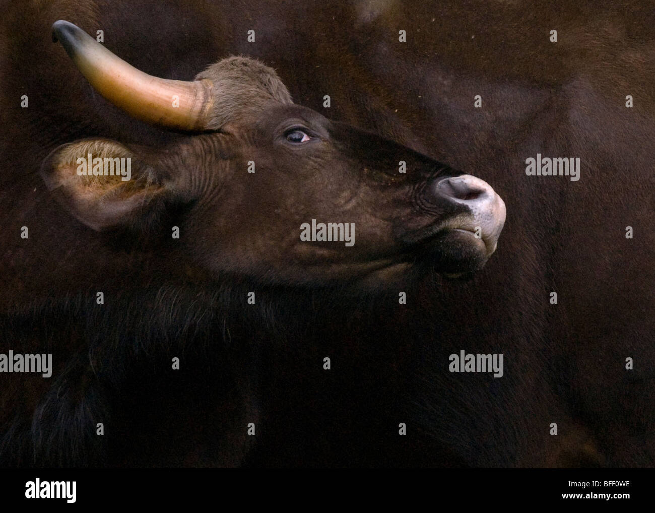The gaur ( Bos gaurus), also called Indian bison, is the largest extant ...
