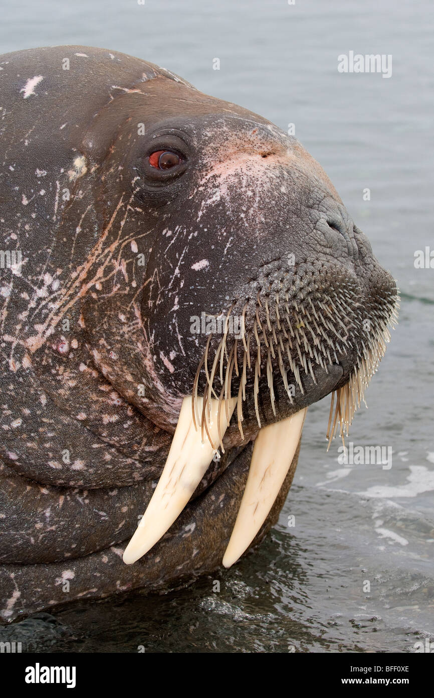 Adult male Atlantic walrus (Odobenus rosmarus rosmarus), Svalbard ...