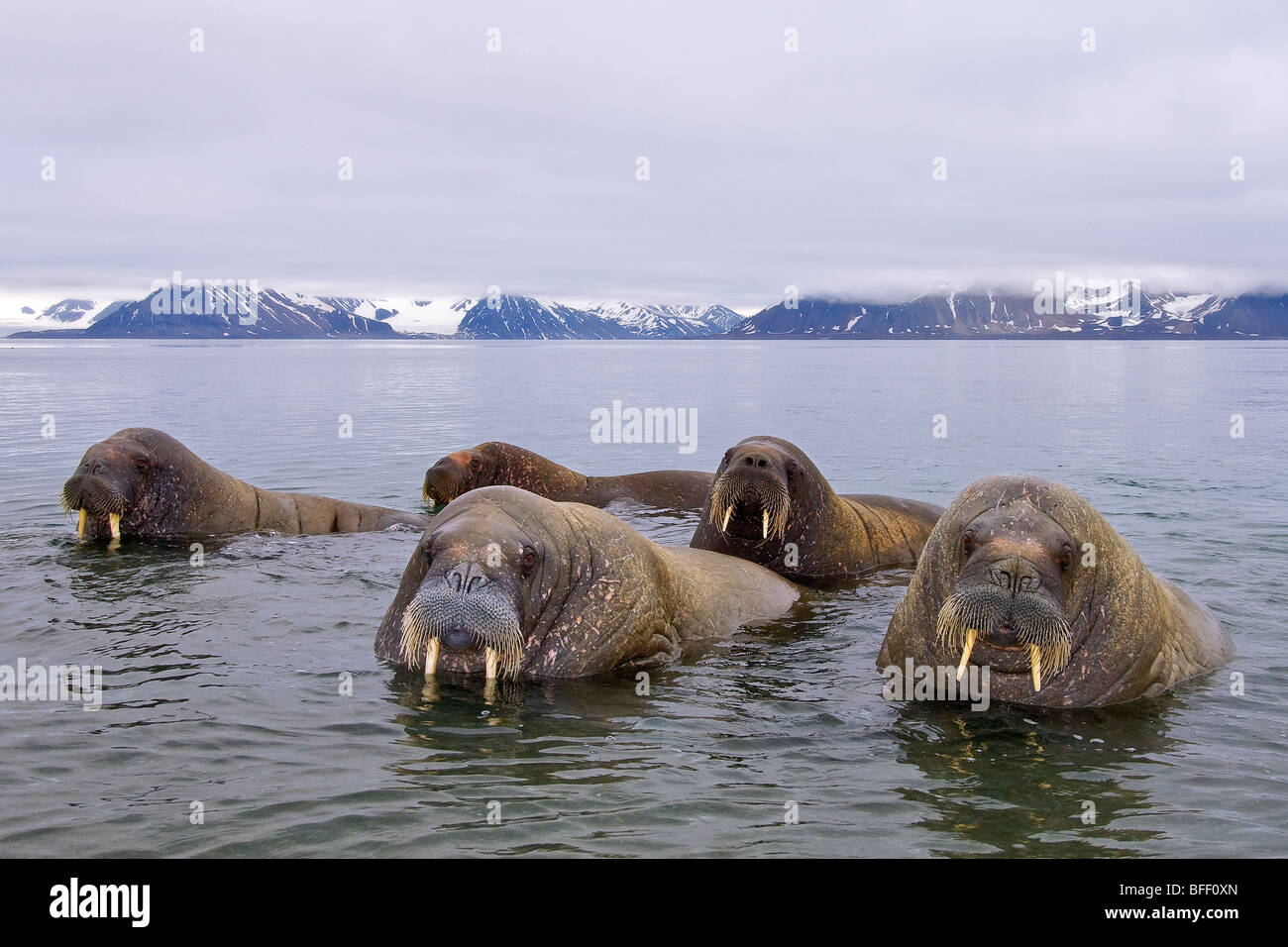 Adult male Atlantic walruses (Odobenus rosmarus rosmarus), Svalbard ...