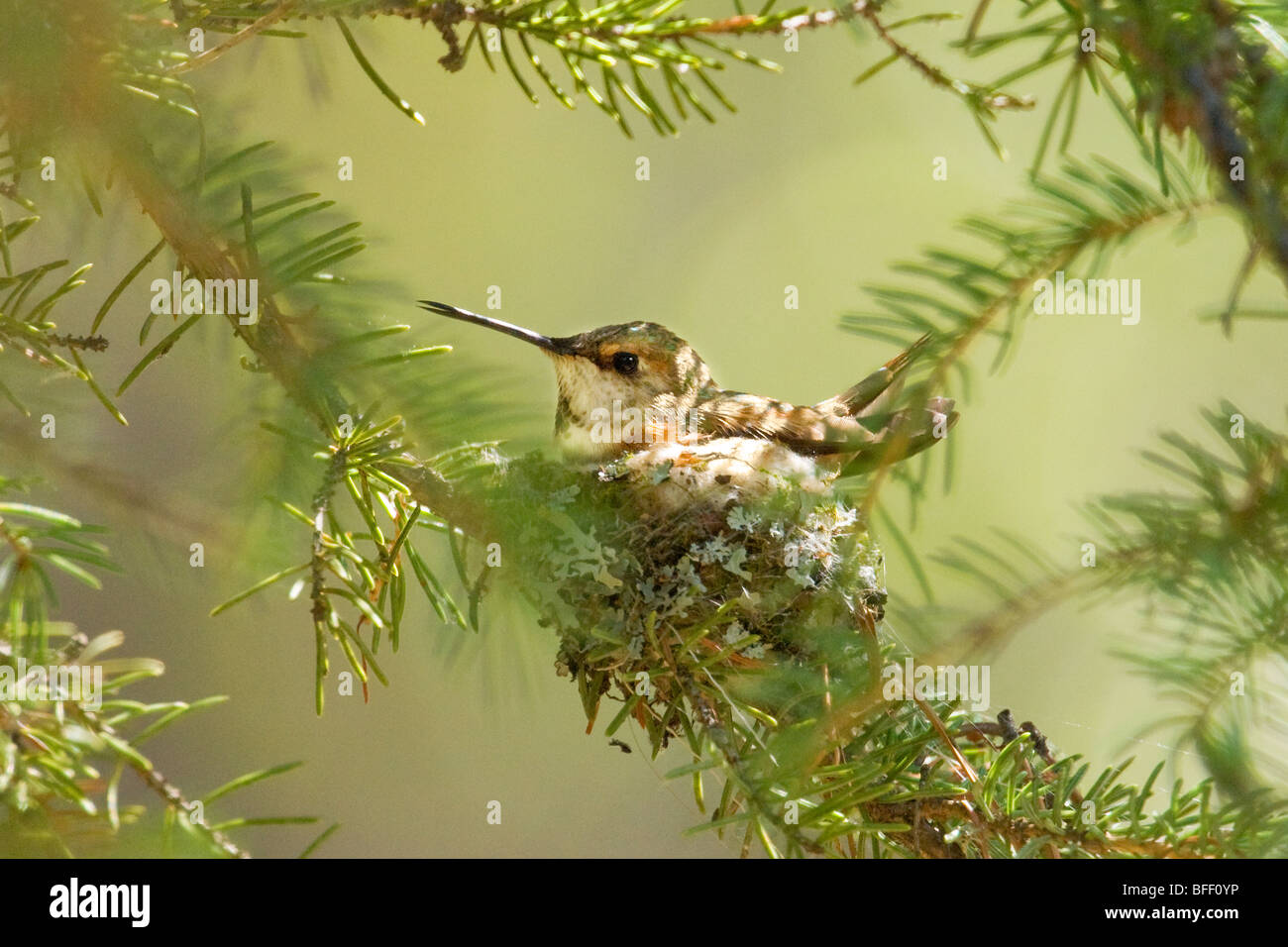 Incubating female rufous hummingbird (Selasphorus rufus), Rocky ...