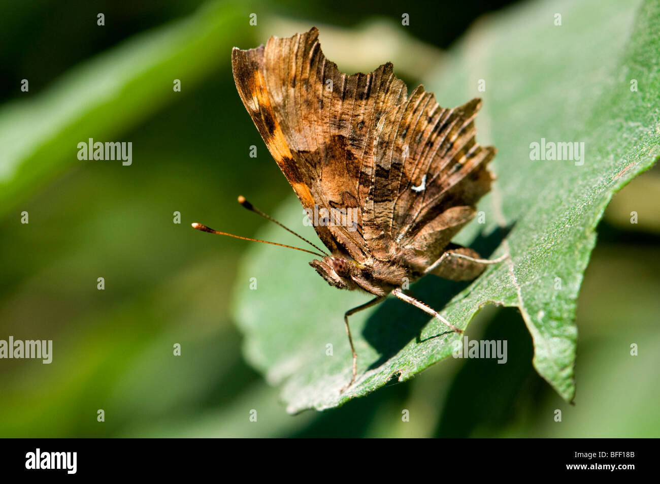 Underwing of comma butterfly hi-res stock photography and images - Alamy