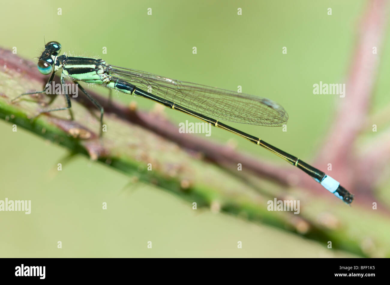 Blue-Tailed Damselfly, female. (Ischnura elegans). Kent, UK, July Stock ...