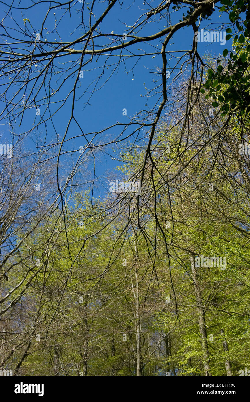 Beech trees in early Spring, Surrey, England Stock Photo - Alamy