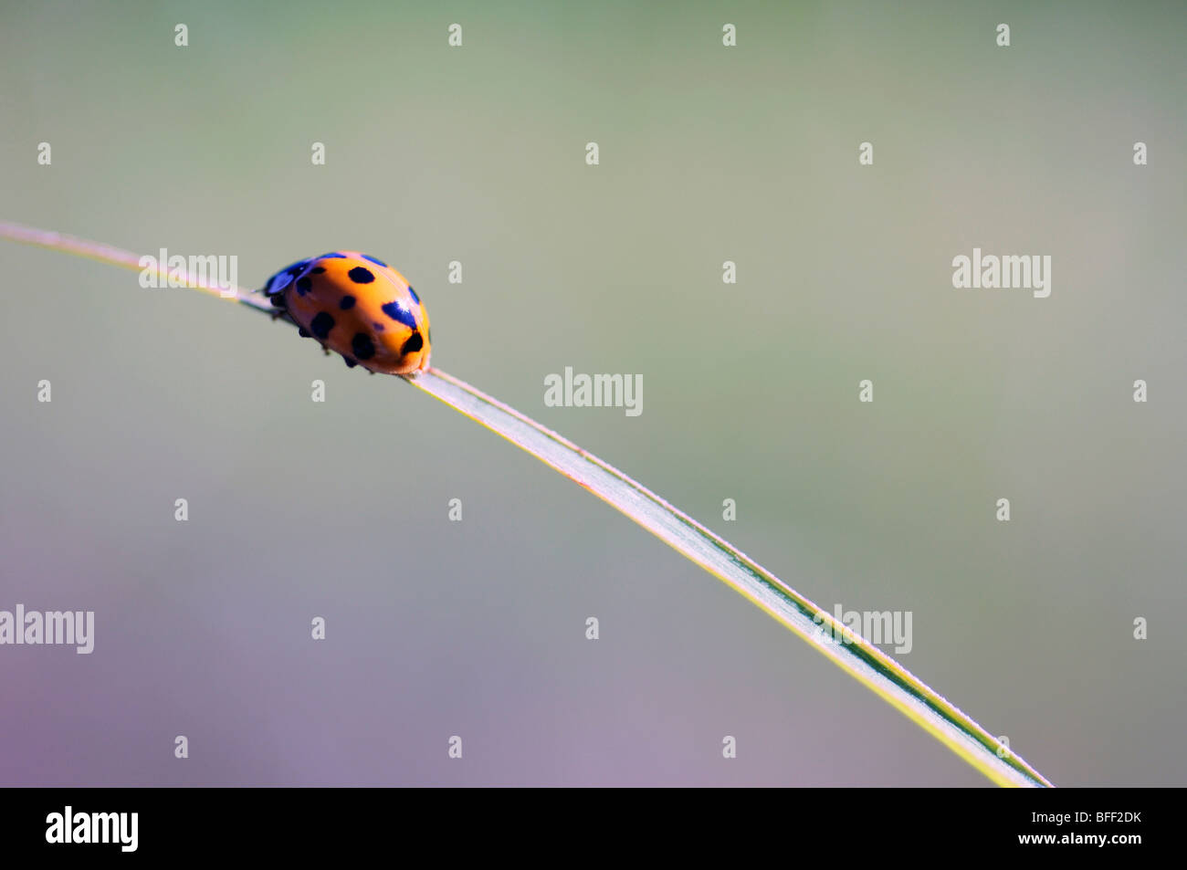 Ladybug (Neoharmonia venusta Stock Photo - Alamy