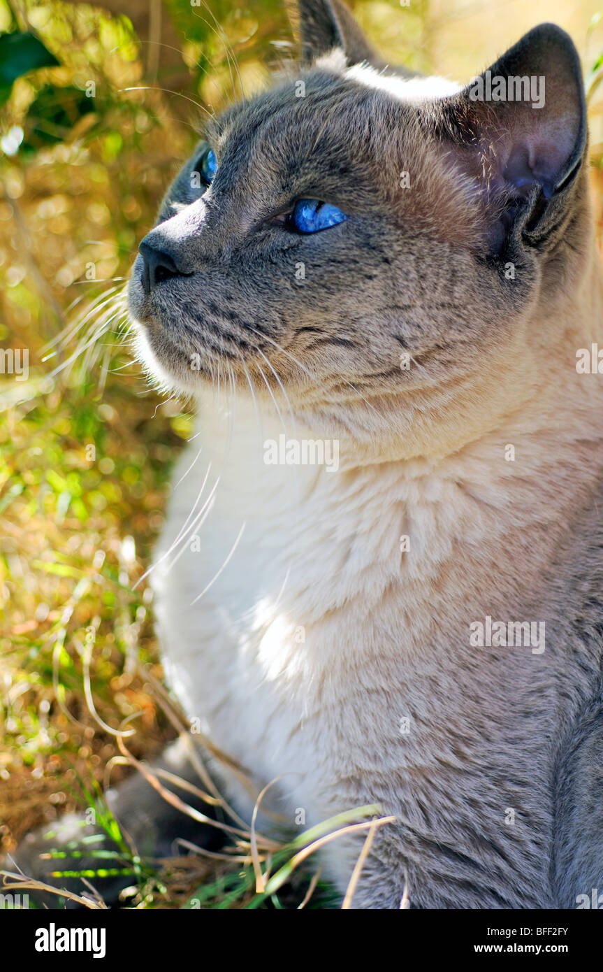 Siamese Blue Point cat Stock Photo - Alamy