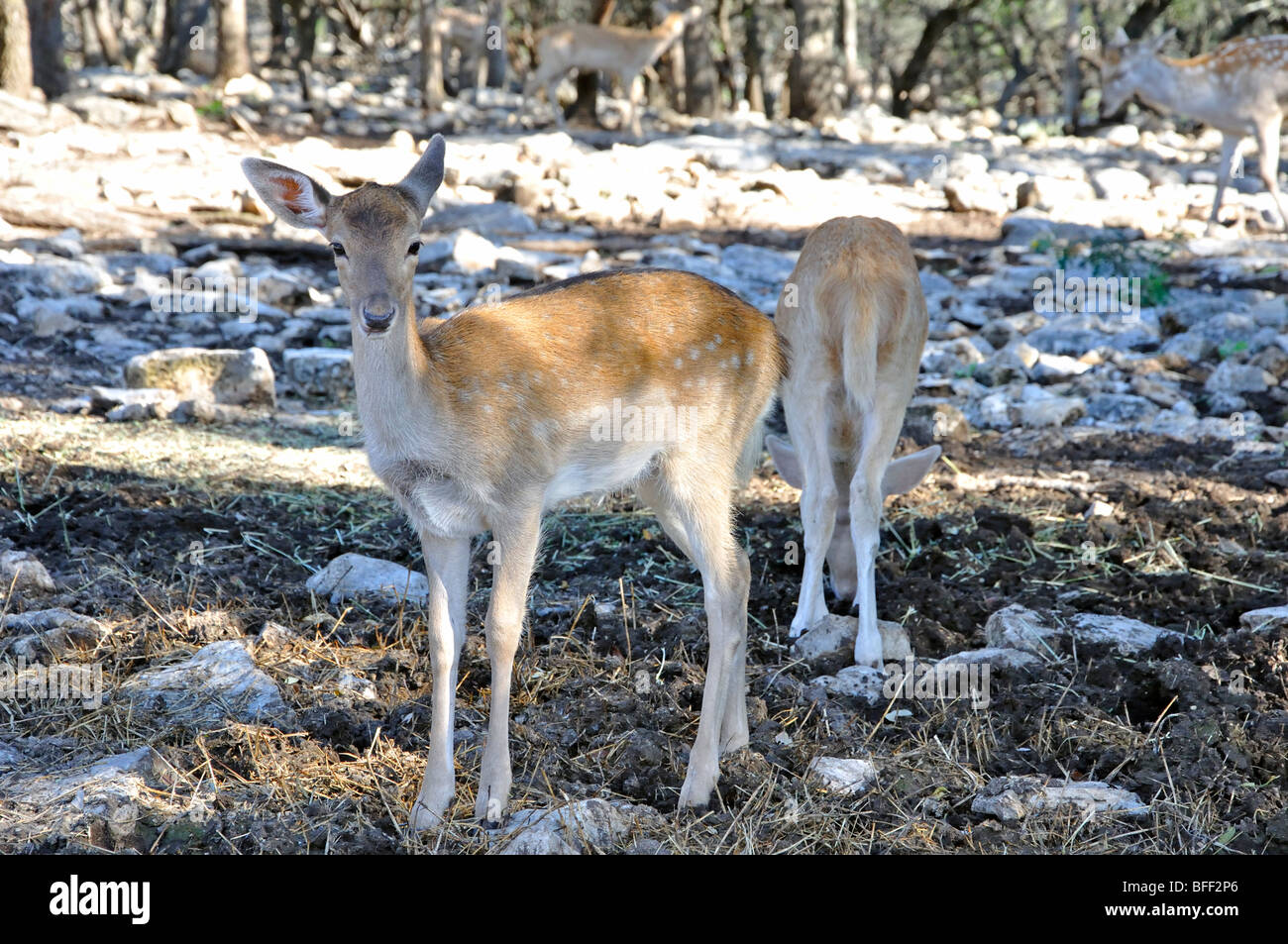 Formosan sika deer (Cervus nippon Stock Photo - Alamy