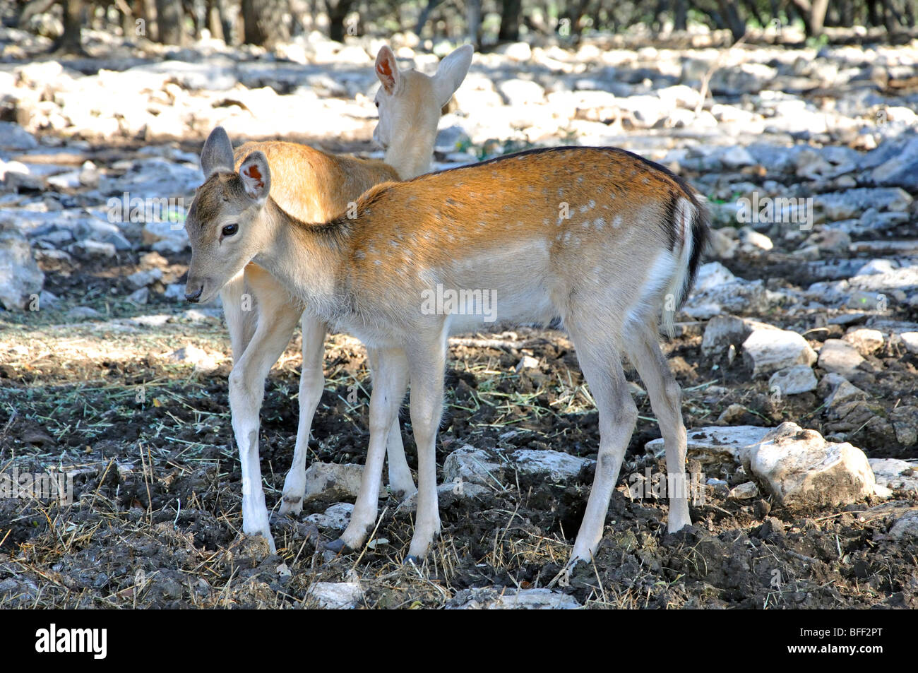 Formosan sika deer (Cervus nippon Stock Photo - Alamy
