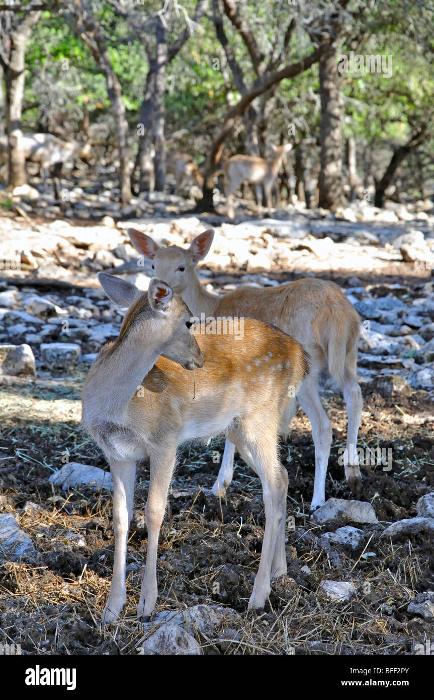 Formosan sika deer (Cervus nippon Stock Photo - Alamy