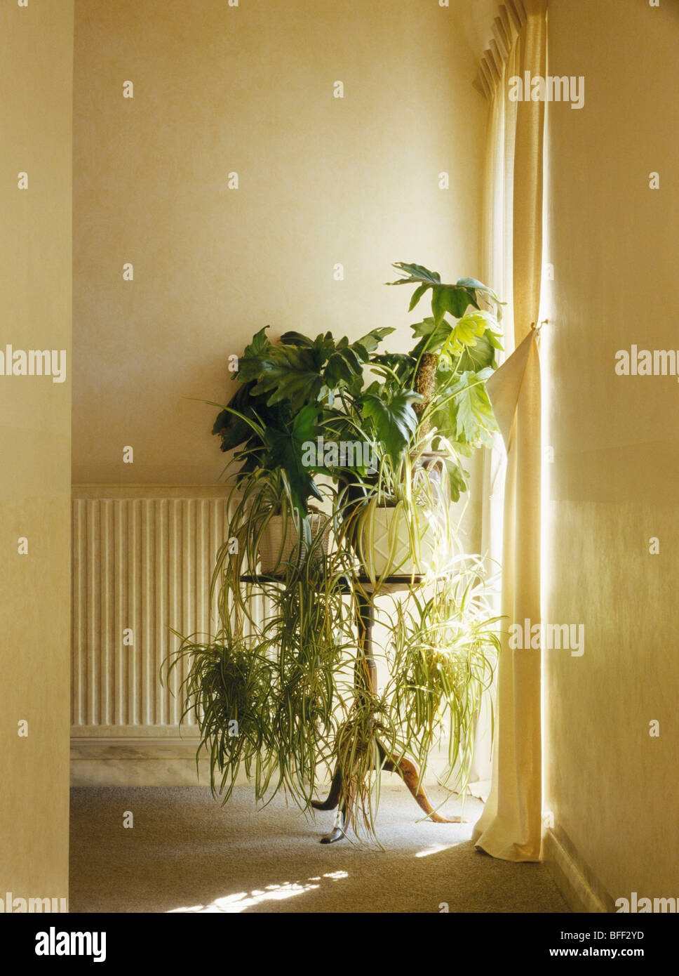 Lush green and trailing houseplants on antique tripod table in cream ...