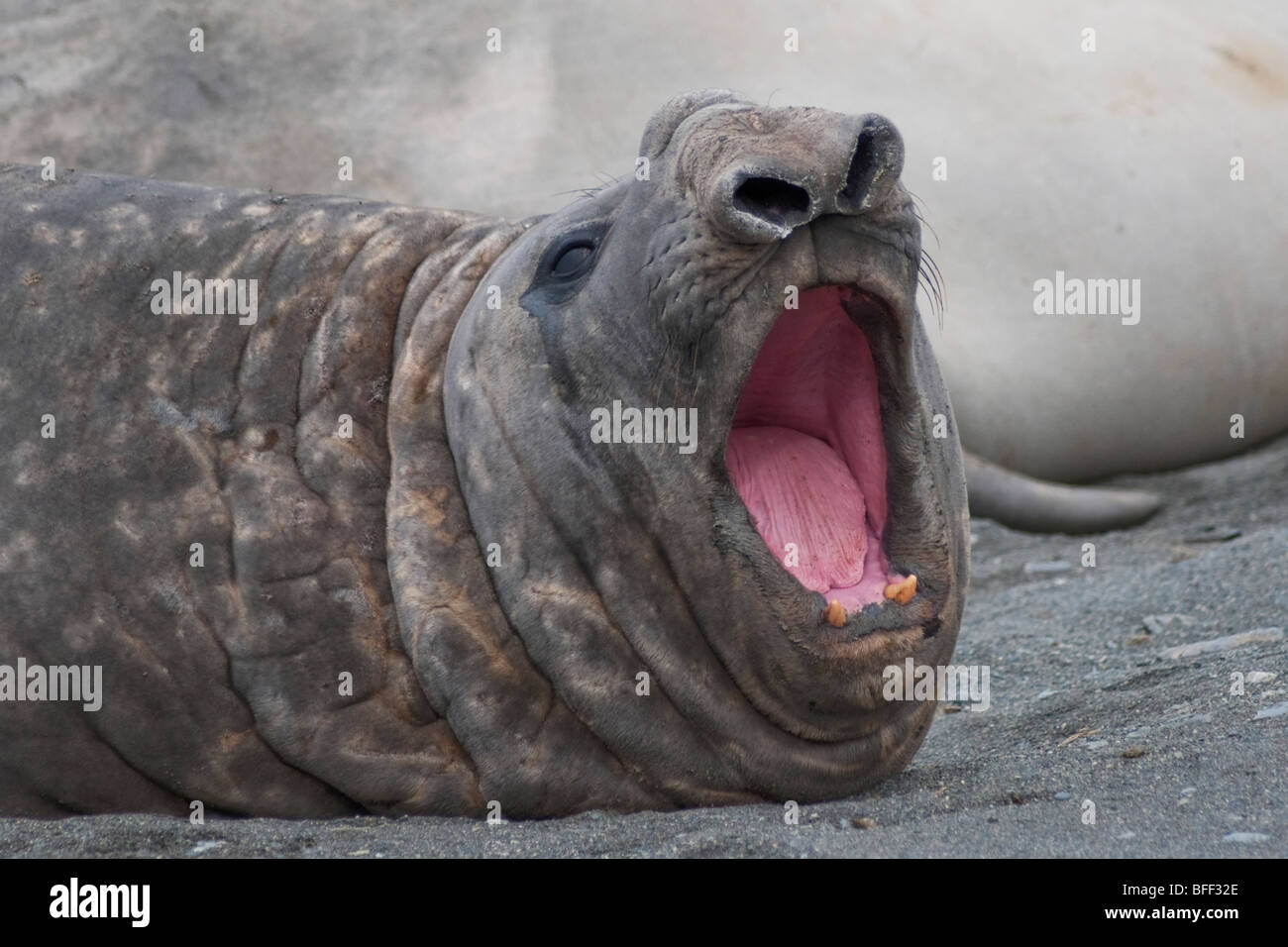 Angry bull elephant hi-res stock photography and images - Alamy