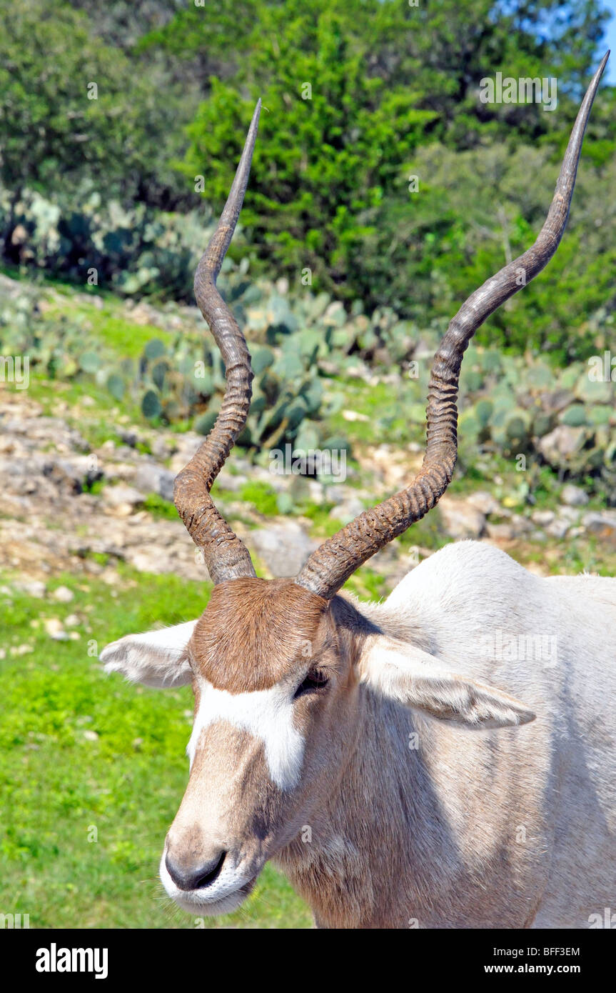 Addax (Addax nasomaculatus Stock Photo - Alamy