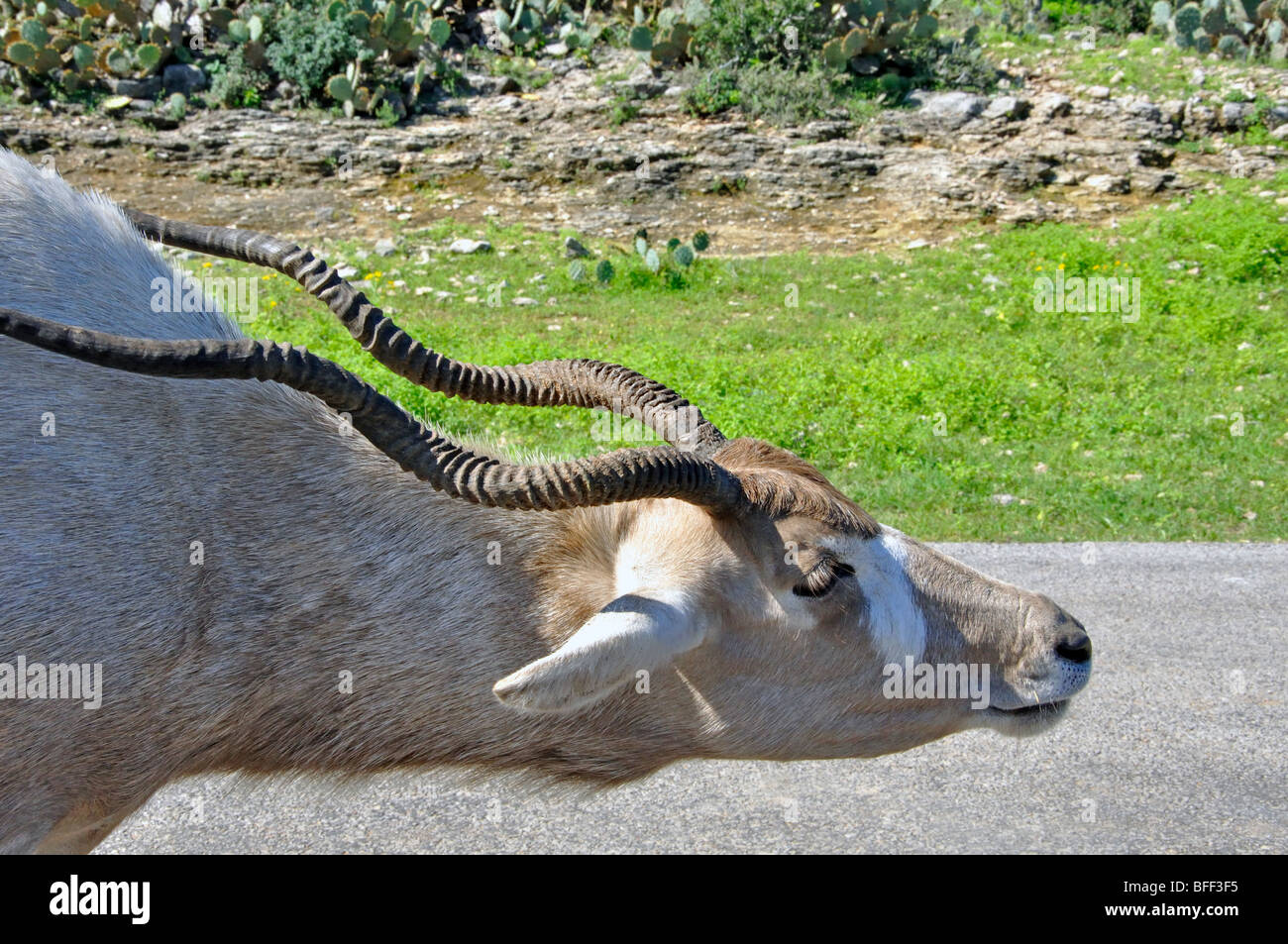 Addax (Addax nasomaculatus Stock Photo - Alamy