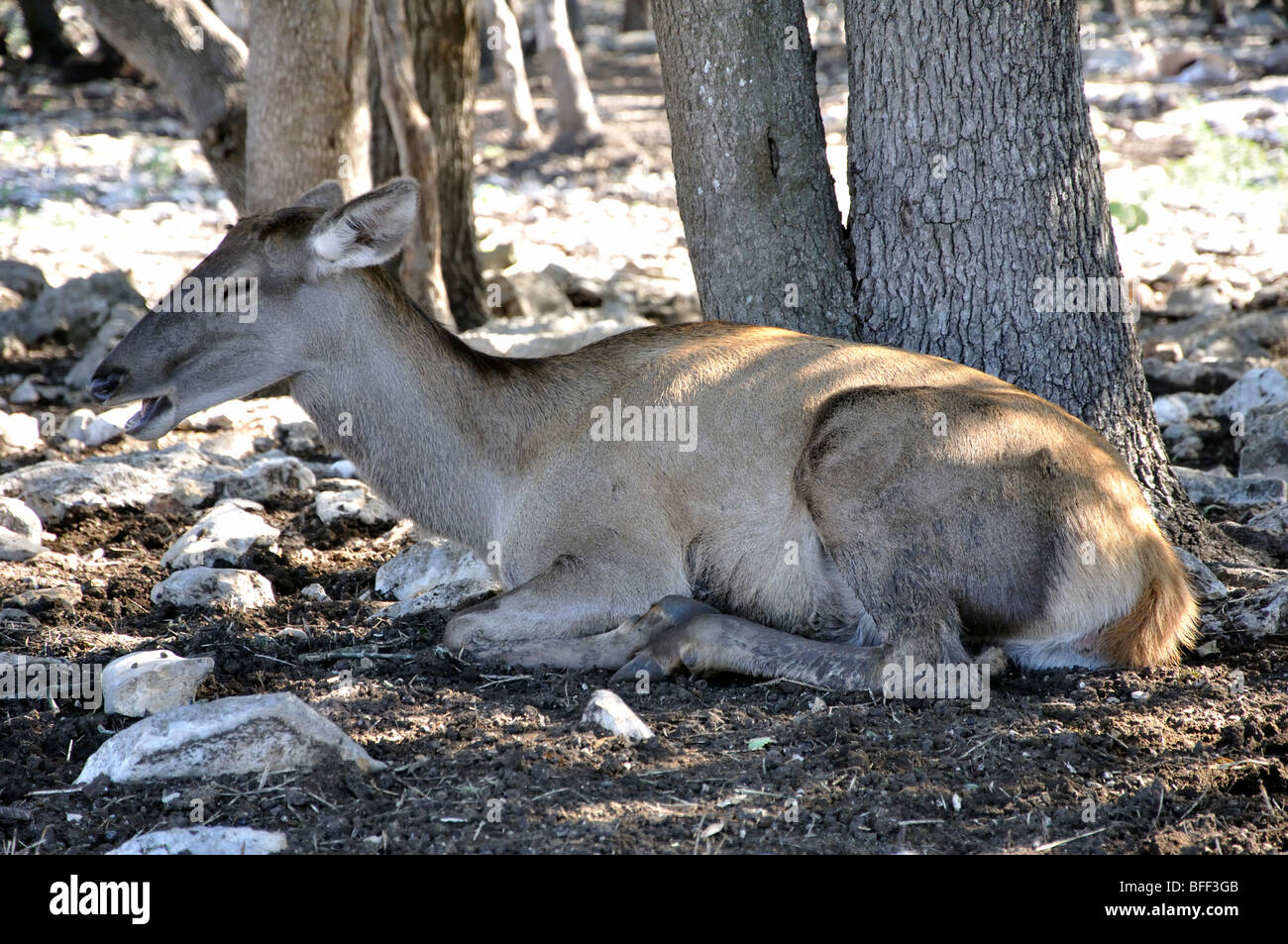 Kerama Sika Deer aka Japanese Sika (Cervus nippon keramae Stock Photo ...