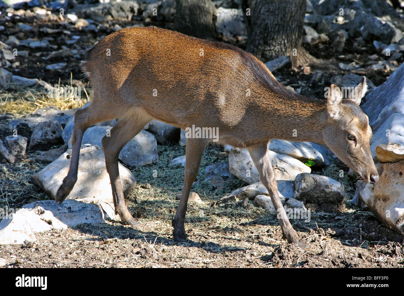 Kerama Sika Deer aka Japanese Sika (Cervus nippon keramae Stock Photo ...
