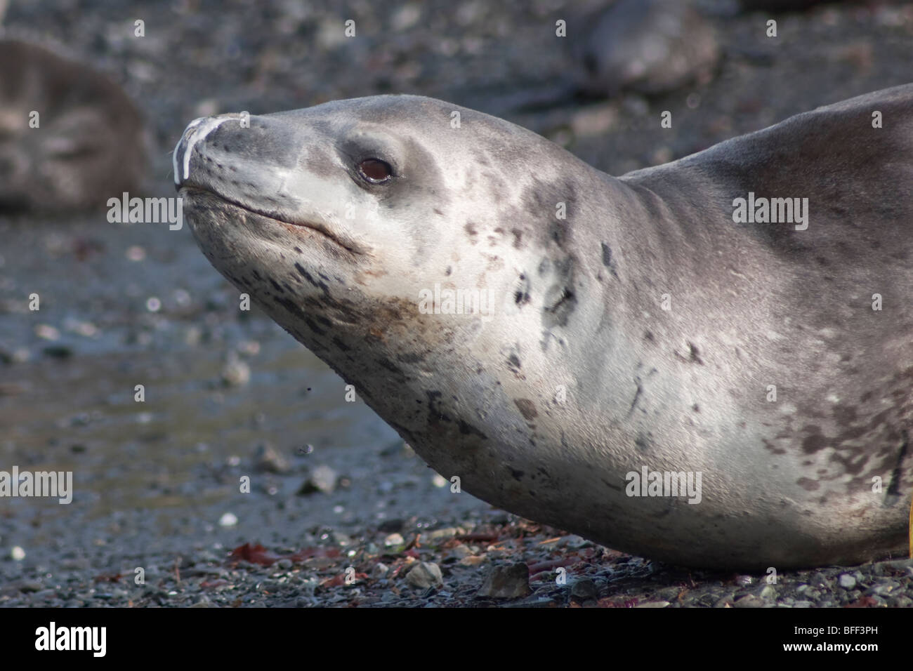 Dangerous seal hi-res stock photography and images - Alamy