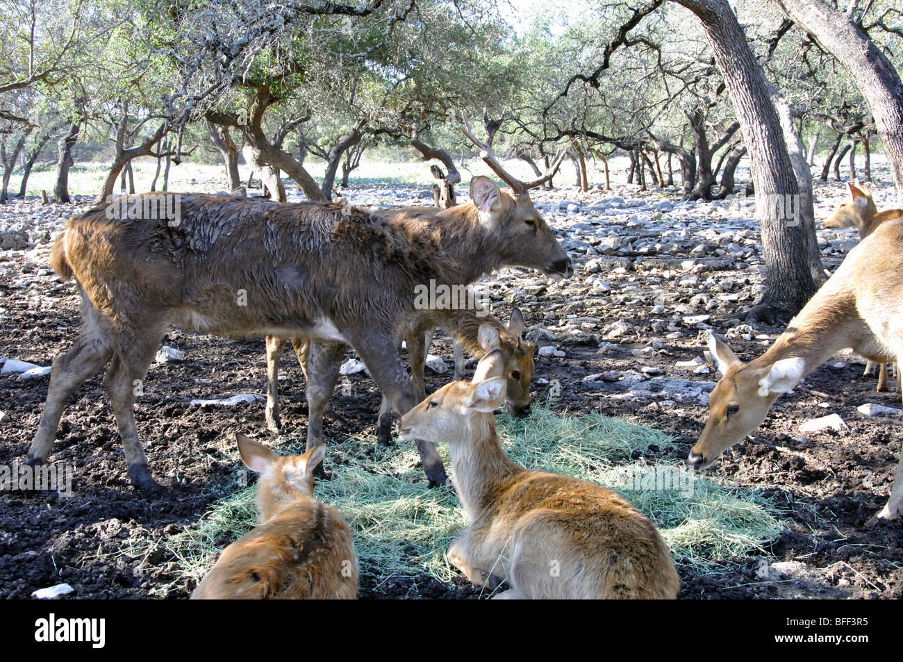Kerama Sika Deer aka Japanese Sika (Cervus nippon keramae Stock Photo ...