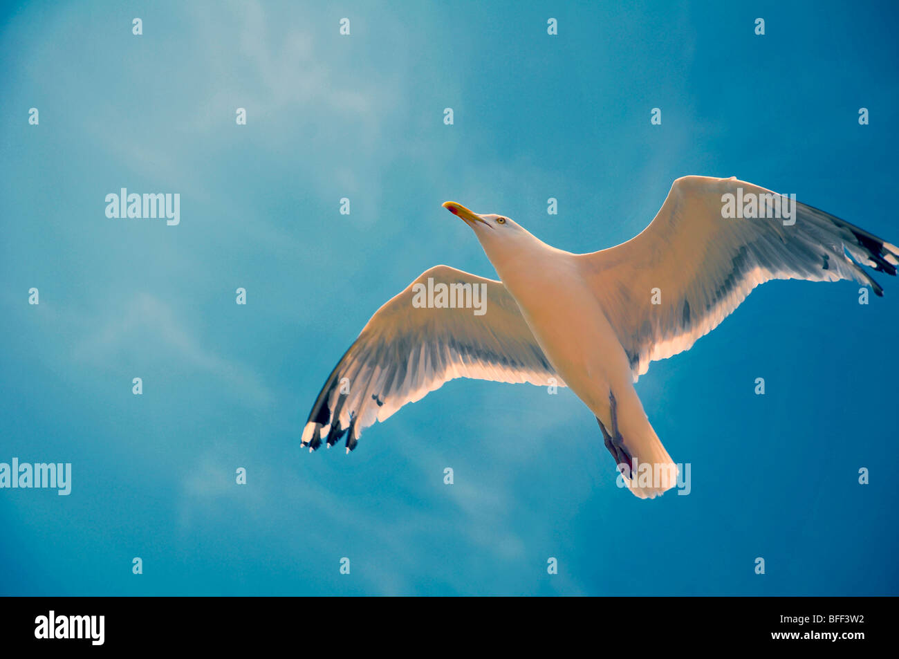 Flying larus hi-res stock photography and images - Alamy