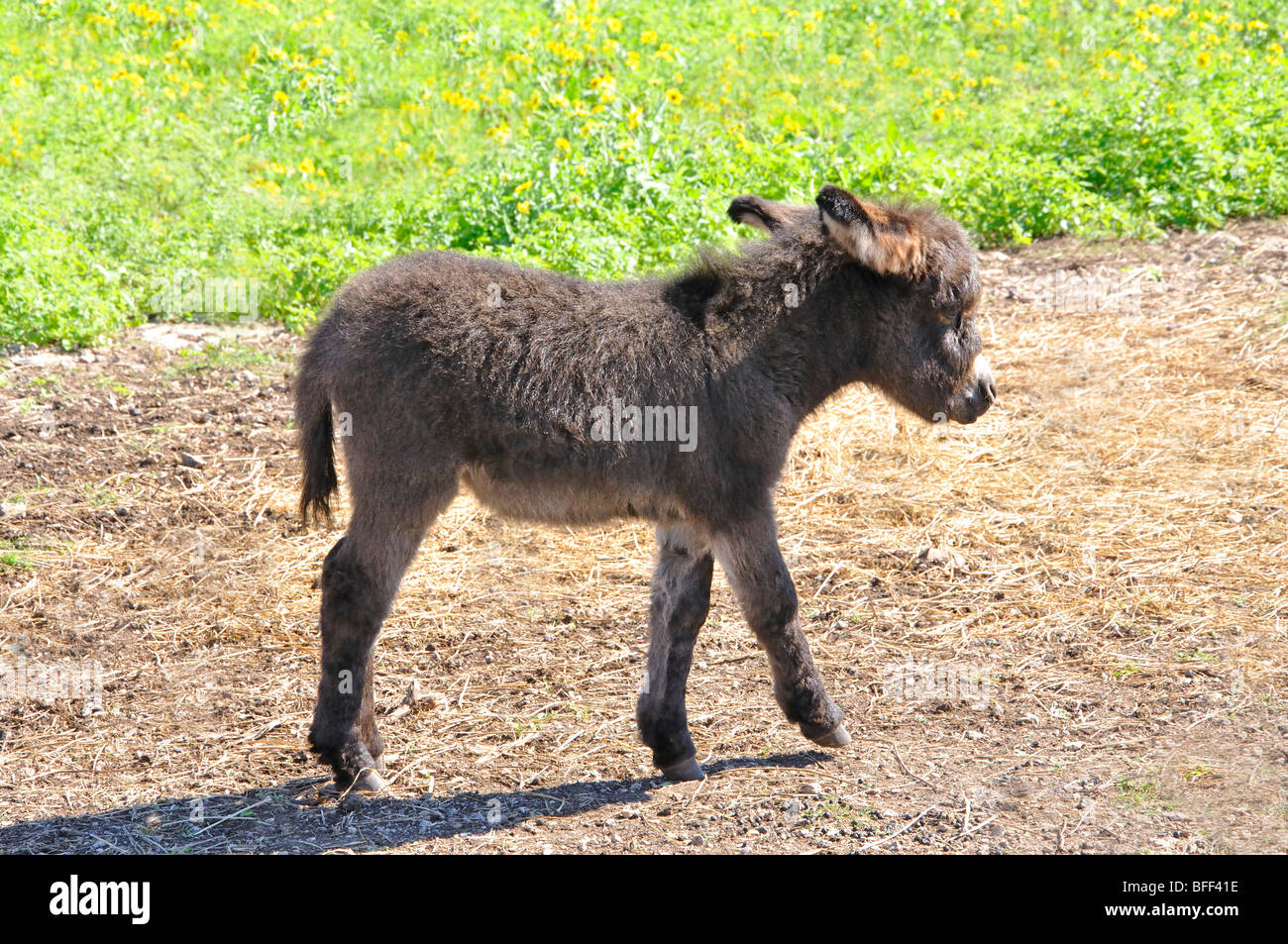 Sicilian Donkey (Equus Asinus Stock Photo - Alamy