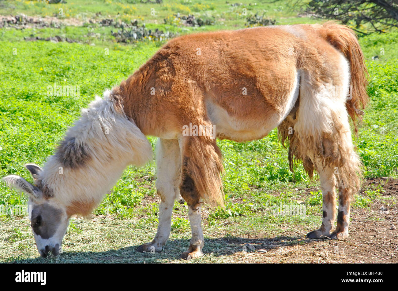 South american llama hi-res stock photography and images - Alamy