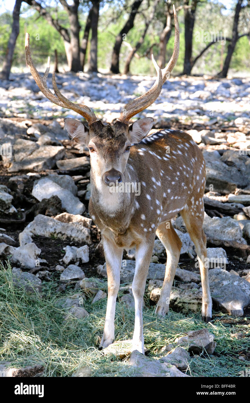 Axis deer hi-res stock photography and images - Alamy