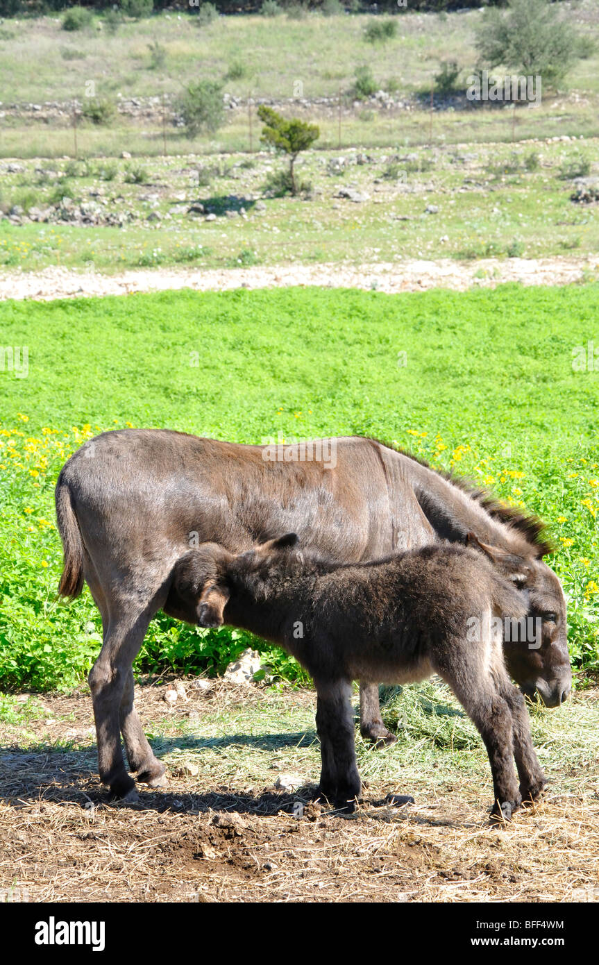 Sicilian Donkeys (Equus Asinus Stock Photo - Alamy